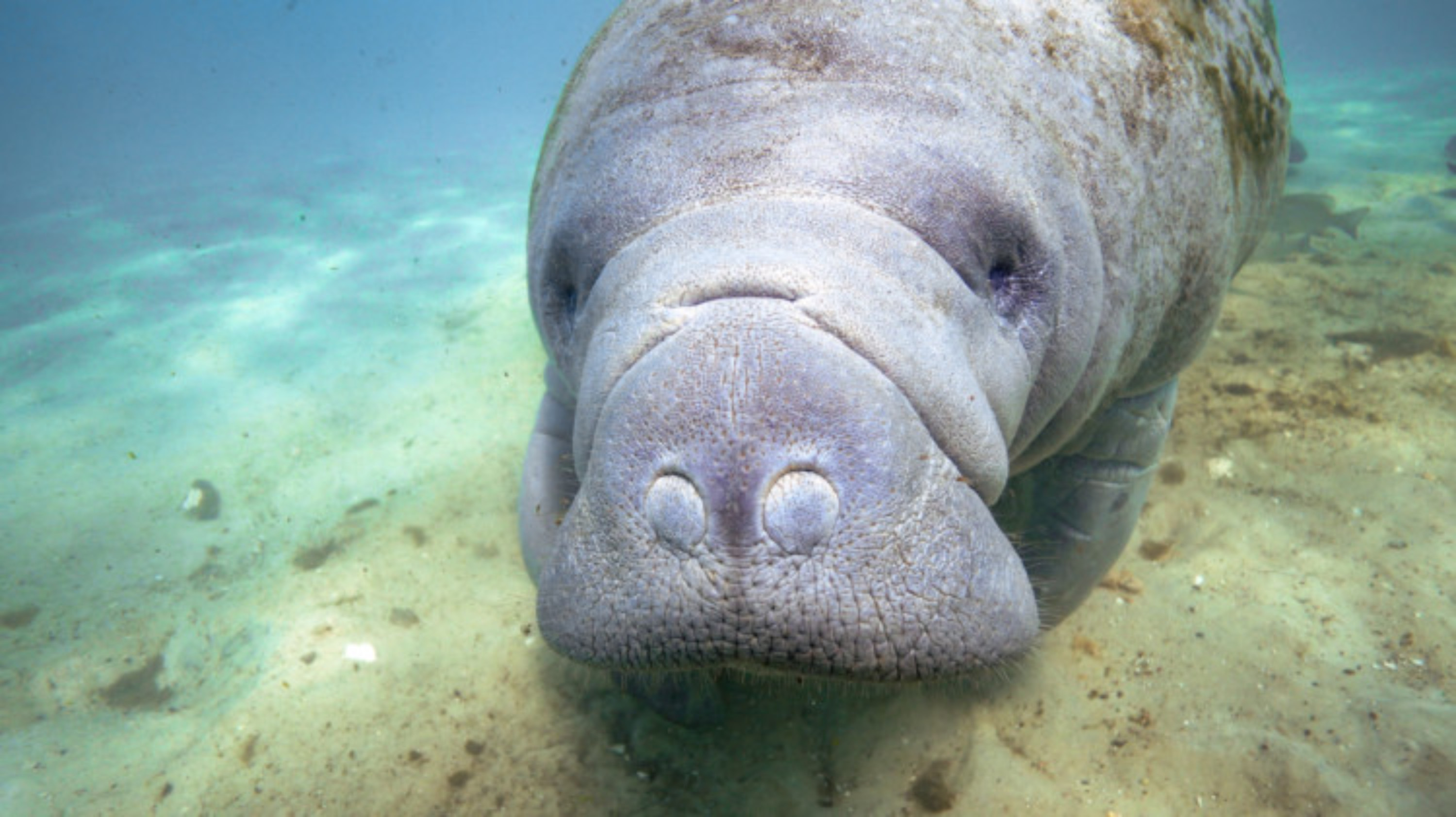 Make Time for Manatees! - Florida4sale