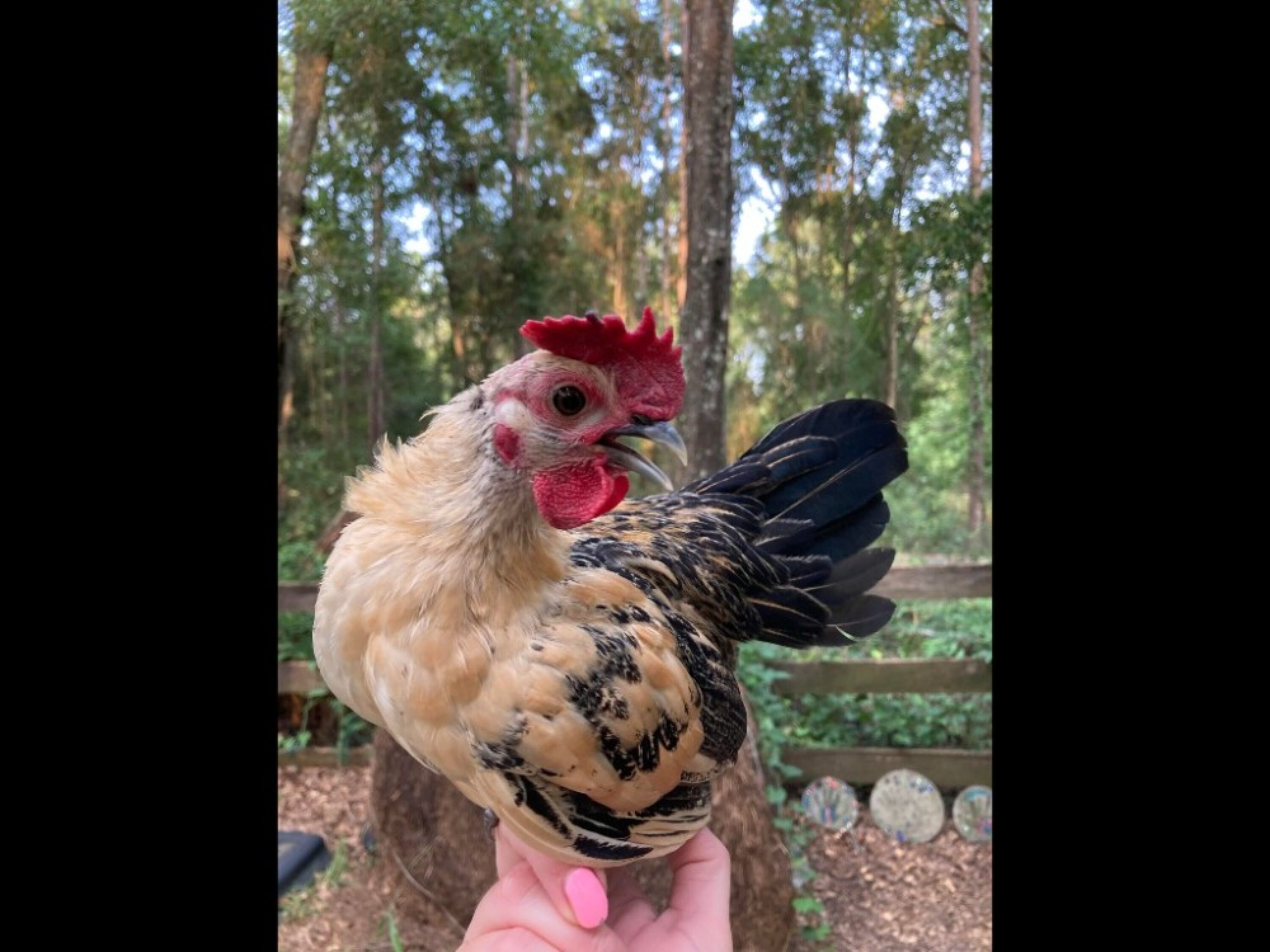 Chickens & Roosters for Sale in Florida