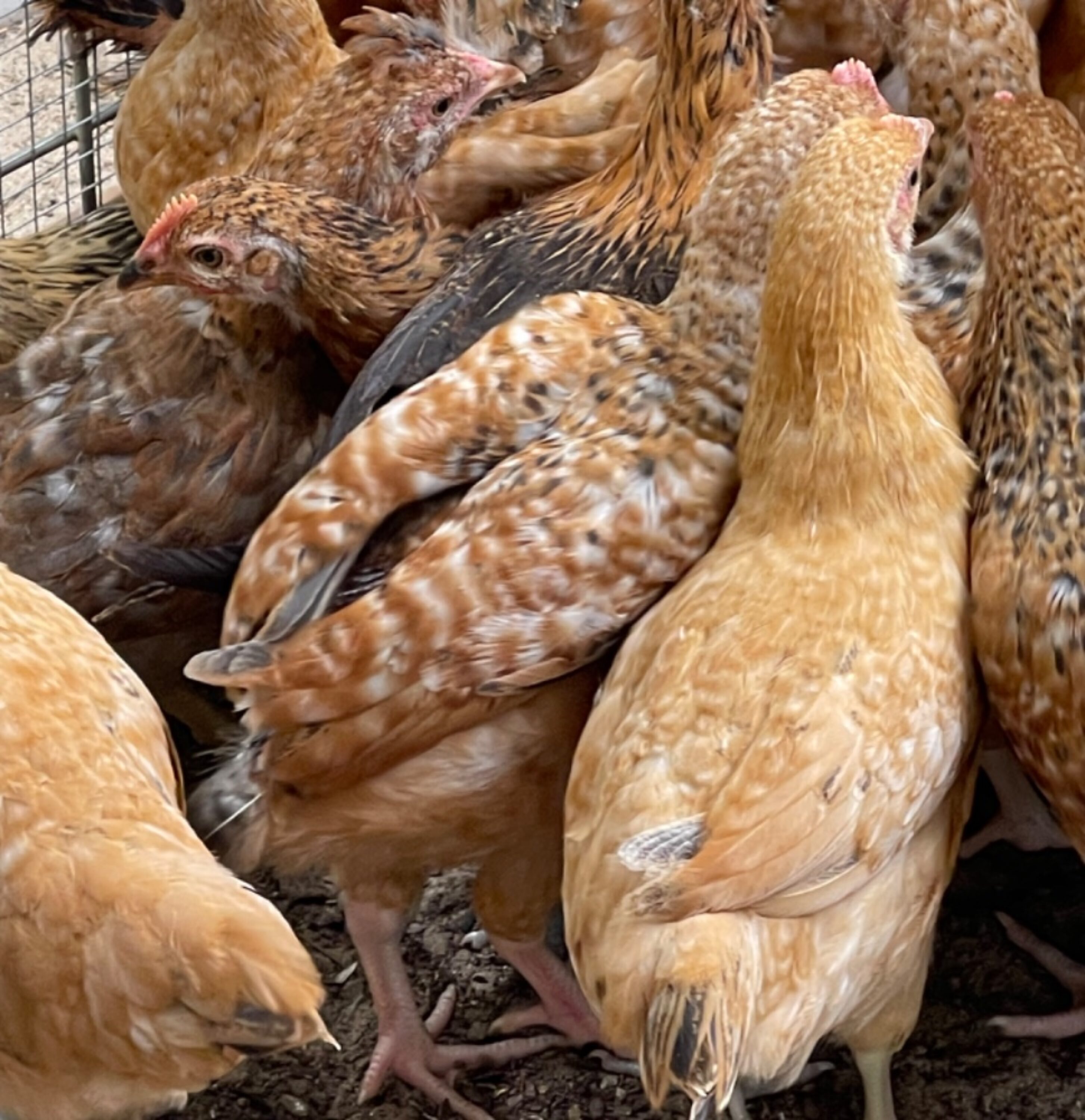 Chickens & Roosters for Sale in Florida