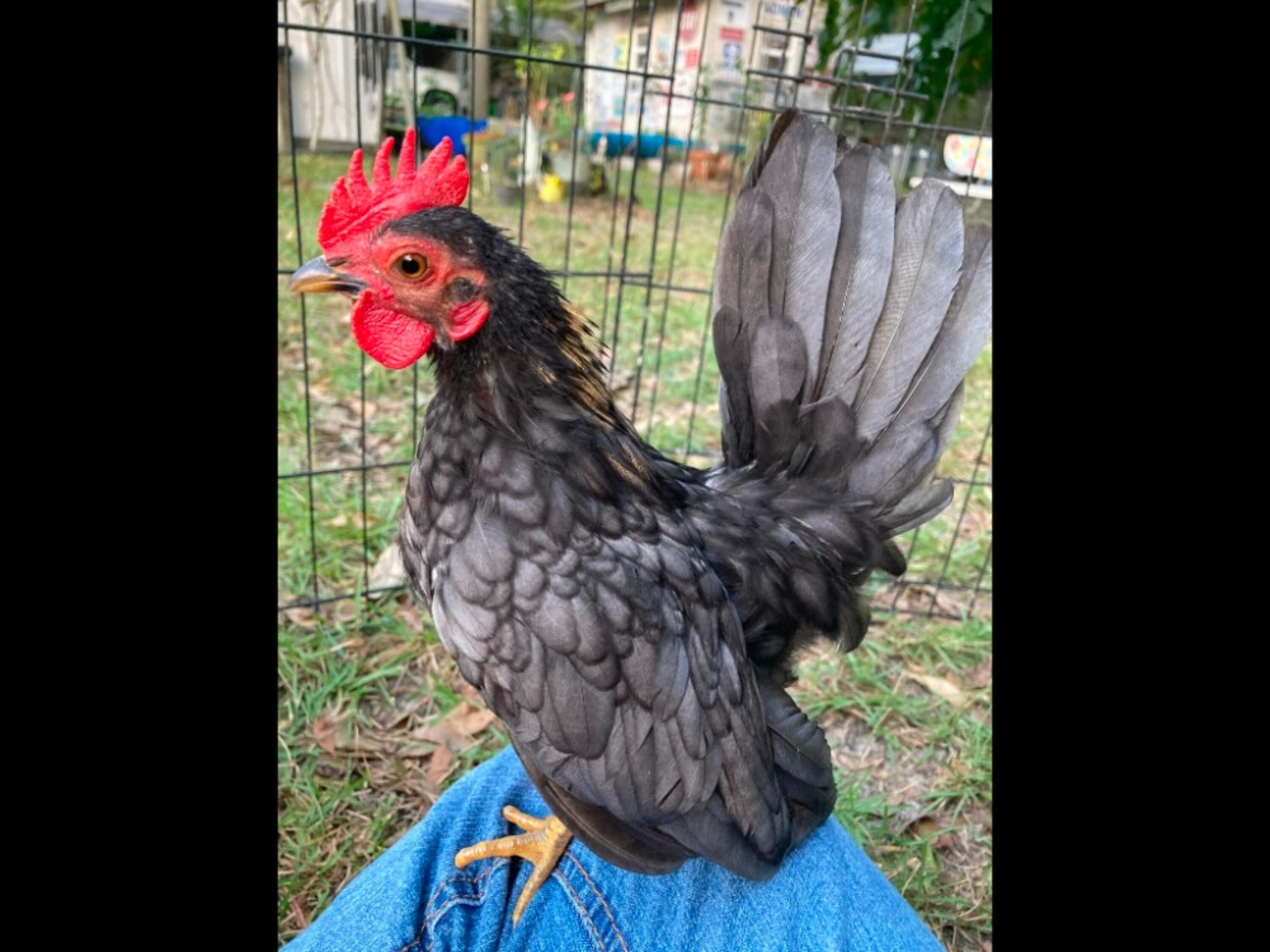 Chickens & Roosters for Sale in Florida